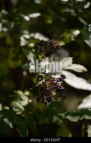 Selective focus shot of ripe elderberries in the forest Stock Photo - Alamy
