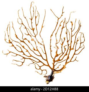 Dry algae isolated on white background Stock Photo - Alamy