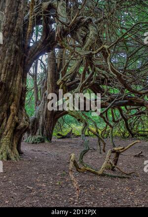 Twisted, almost mystical shapes and reaching out branches of ancient ...