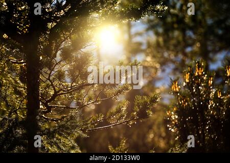 Sunlight through water drops on a camera lens Stock Photo - Alamy