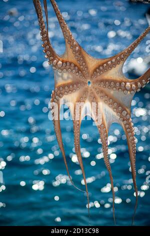 Octopus hanging in Ammoudi Bay in Oia, famous for its fish restaurants ...