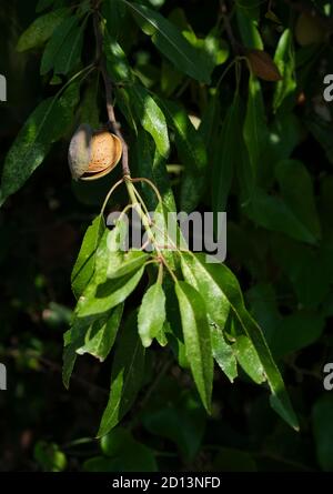 Green almonds nuts ripening on tree in summer, cultivation of almond ...
