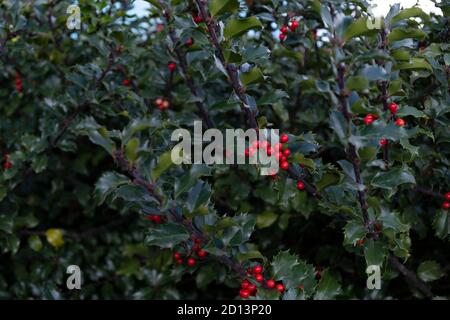Chinese holly - densely foliaged evergreen shrub (Ilex cornuta). Fruits ...