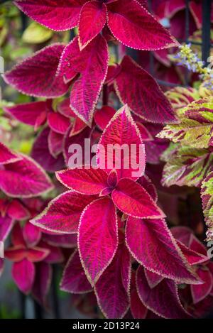 Coleus background. Coleus plant close up Stock Photo - Alamy