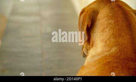 Typical Brazilian Caramel Dog Stock Photo - Alamy