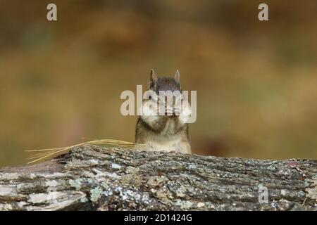 Eastern chipmunk washing paws and face near burrow before setting out ...
