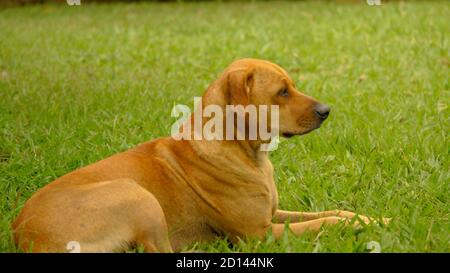 A Caramel Dog Stock Photo - Alamy