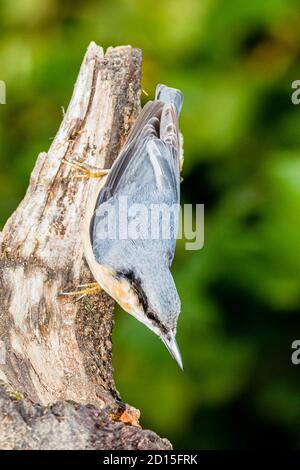 European nuthatch foraging in mid Wales Stock Photo - Alamy