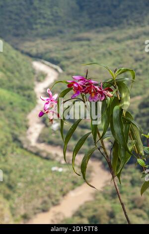 Wild orchids Machu Picchu Peru Stock Photo - Alamy