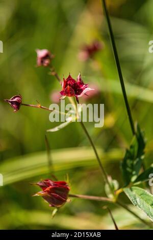 Purple marshlocks (Comarum palustre Stock Photo - Alamy