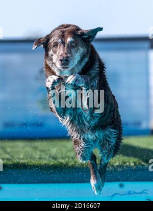 Dock diving labrador jumping off the dock into a pool Stock Photo - Alamy