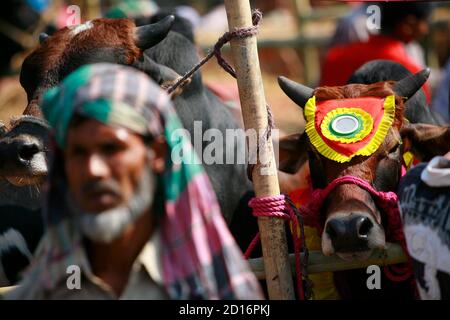 Cattle market in Bangladesh. Eid ul Adha. Sacrificial Animals. Cow ...