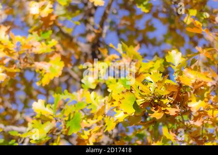Autumn leaves of canadian oak on the tree. Red Oak in autumn. The ...