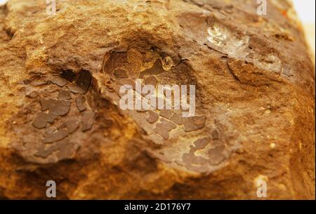 Fossil Dinosaur eggs, in nest, Protoceratops, Cretaceous, Mongolia ...