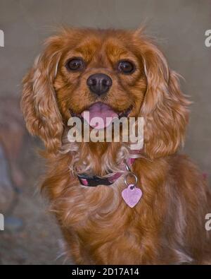 A dog cavalier king charles, a ruby puppy playing on the beach with a ...