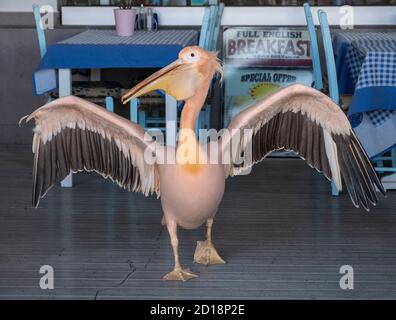 A Pelican greets guests arriving the Pelican restaurant in Paphos ...