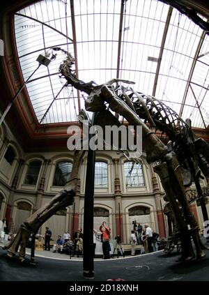 Brachiosaurus brancai Skeleton, Natural History Museum, Berlin, Germany ...