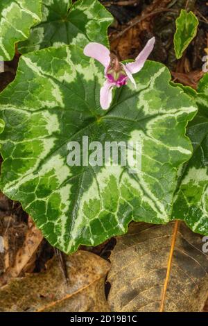 Cyclamen blooming in Surrey woodland landscape, showing dramatic ...