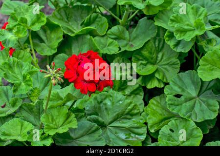 Beautiful blooming red pelargonium in the open yard. These flowers are ...