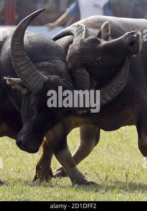 Water buffalo fighting traditional festival in North Vietnam Stock ...