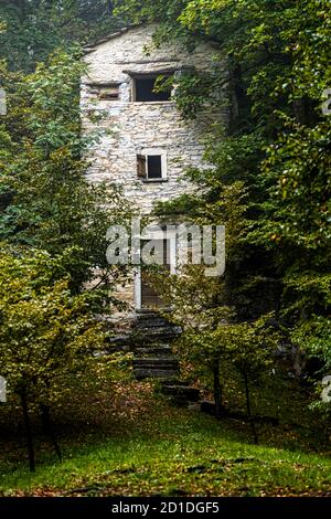 Houses in the forest. The houses are hidden among the trees. In the ...