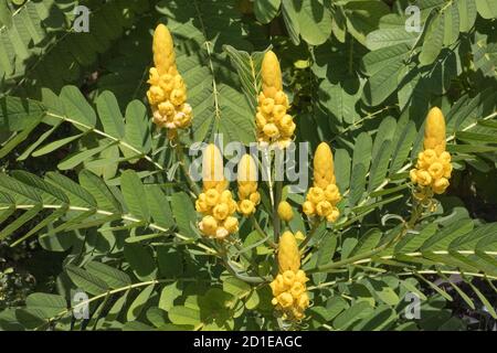Senna alata or Candelabra bush is an important medicinal tree as well ...