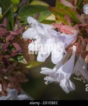 Glossy Abelia (Linnaea x grandiflora). Hybrid between Linnaea chinensis ...
