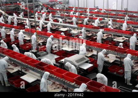 Meat processing plant. Group of workers working at a chicken factory ...