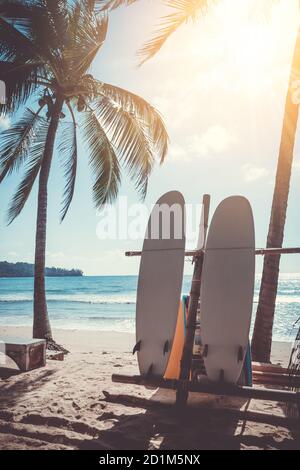Surfboards beside coconut trees at summer beach with sunset light ...