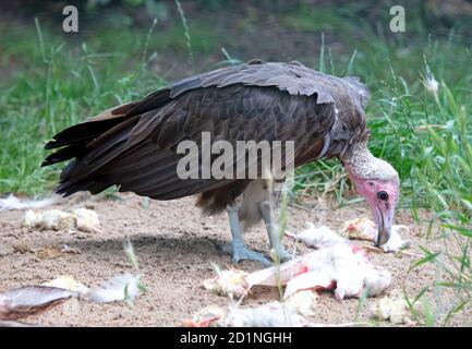 Big vulture eating raw meat, torn in pieces Stock Photo - Alamy