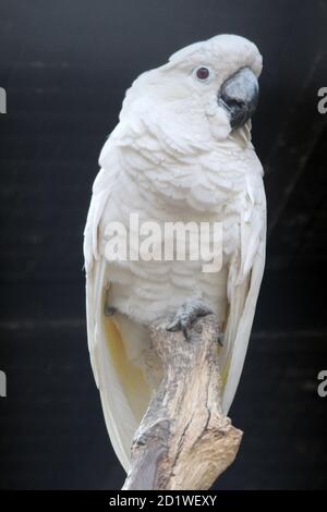 White Cockatoo / Weisshaubenkakadu Stock Photo - Alamy