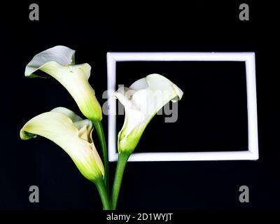 Beautiful calla lilies and blank card on color background Stock Photo ...