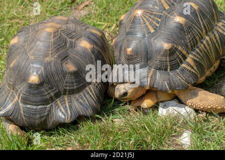 Radiated Tortoise (Astrochelys radiata). Male. Partially erected ...