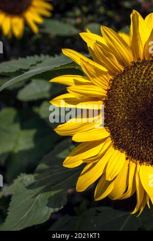 Partial View of Sunflower Stock Photo - Alamy