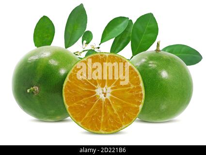 Yellow green calamansi, calamondin or philippine lime tropical fruit ...