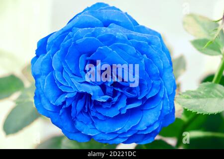 Unfolded blue rose Flower with green leaves, close-up, isolated on a ...
