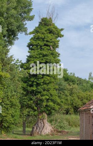 Ash Tree (Fraxinus excelsior), dead from Chalara or Ash Dieback disease ...