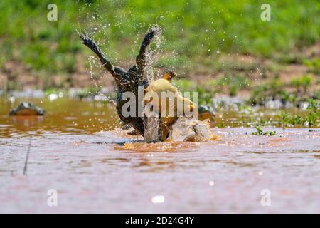 This bullfrog dives into the water - pulling his opponent off his feet ...