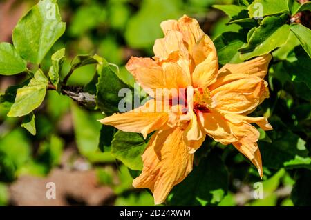 A orange Hibiscus - a native flower of Fiji Stock Photo - Alamy