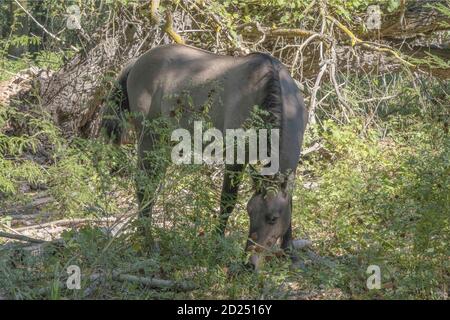 Hutsul horses released Rewilding Europe / Rewilding Ukraine on Tataru ...