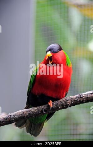 A Kula Collared Lory parrot common in Fiji at Kula Eco Park, Sigatoka ...