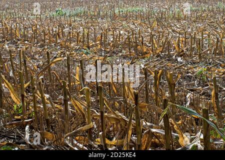 Field after the corn harvest. Parts of the stems sticking out of the ...
