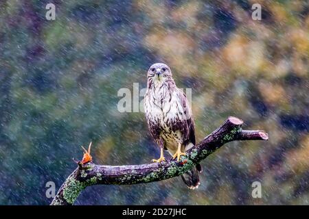 Common buzzard foraging in the damp autumn in mid Wales Stock Photo - Alamy