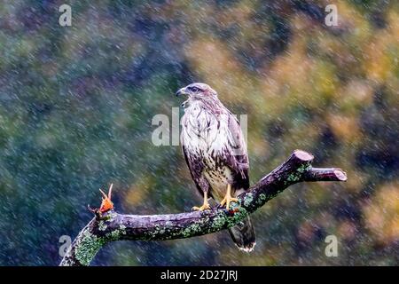 Common buzzard foraging in the damp autumn in mid Wales Stock Photo - Alamy