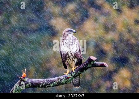 Common buzzard foraging in the damp autumn in mid Wales Stock Photo - Alamy
