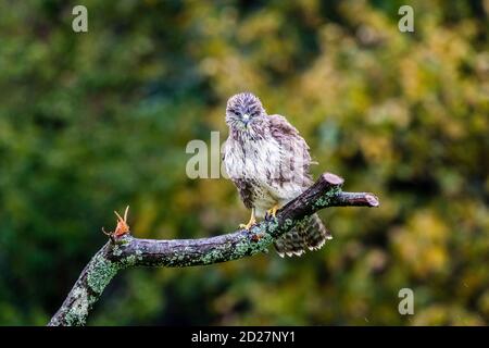 Common buzzard foraging in the damp autumn in mid Wales Stock Photo - Alamy
