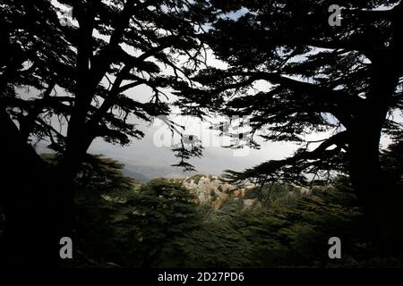 Al Shouf Cedar Nature Reserve, near Maaser esh-Shouf, Lebanon Stock ...