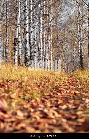 A trail between birch trees at forest or summer park. The rays of the ...