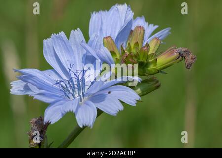 Common Chicory or Cichorium intybus flower blossoms commonly called ...