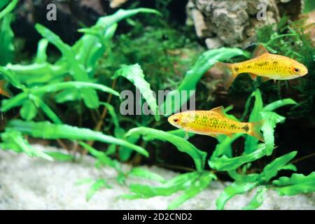 Gold barb Barbodes semifasciolatus Chinese barb aquarium fish isolated ...
